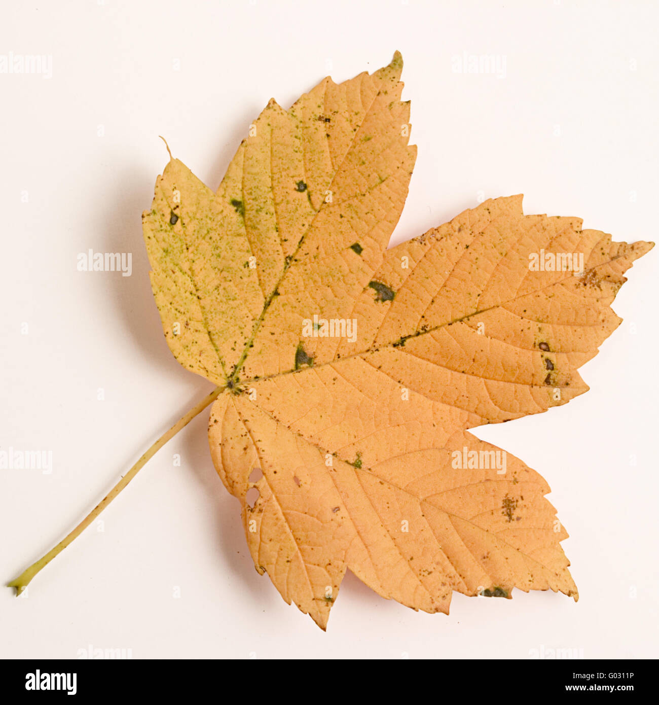 Autumn maple leave detail Stock Photo - Alamy
