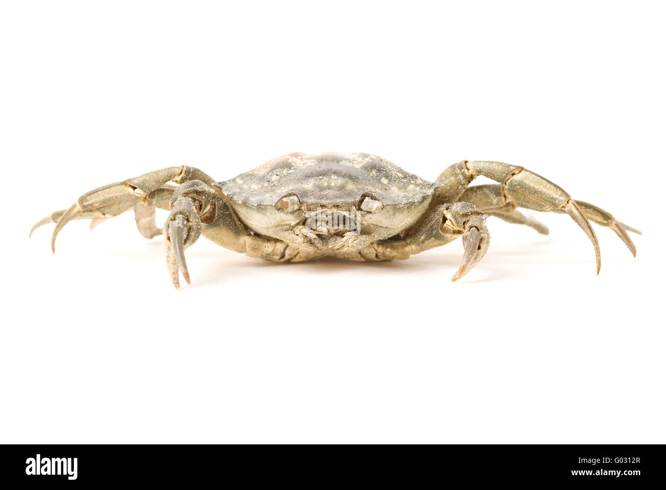 Dead crayfish Cut Out Stock Images & Pictures - Alamy