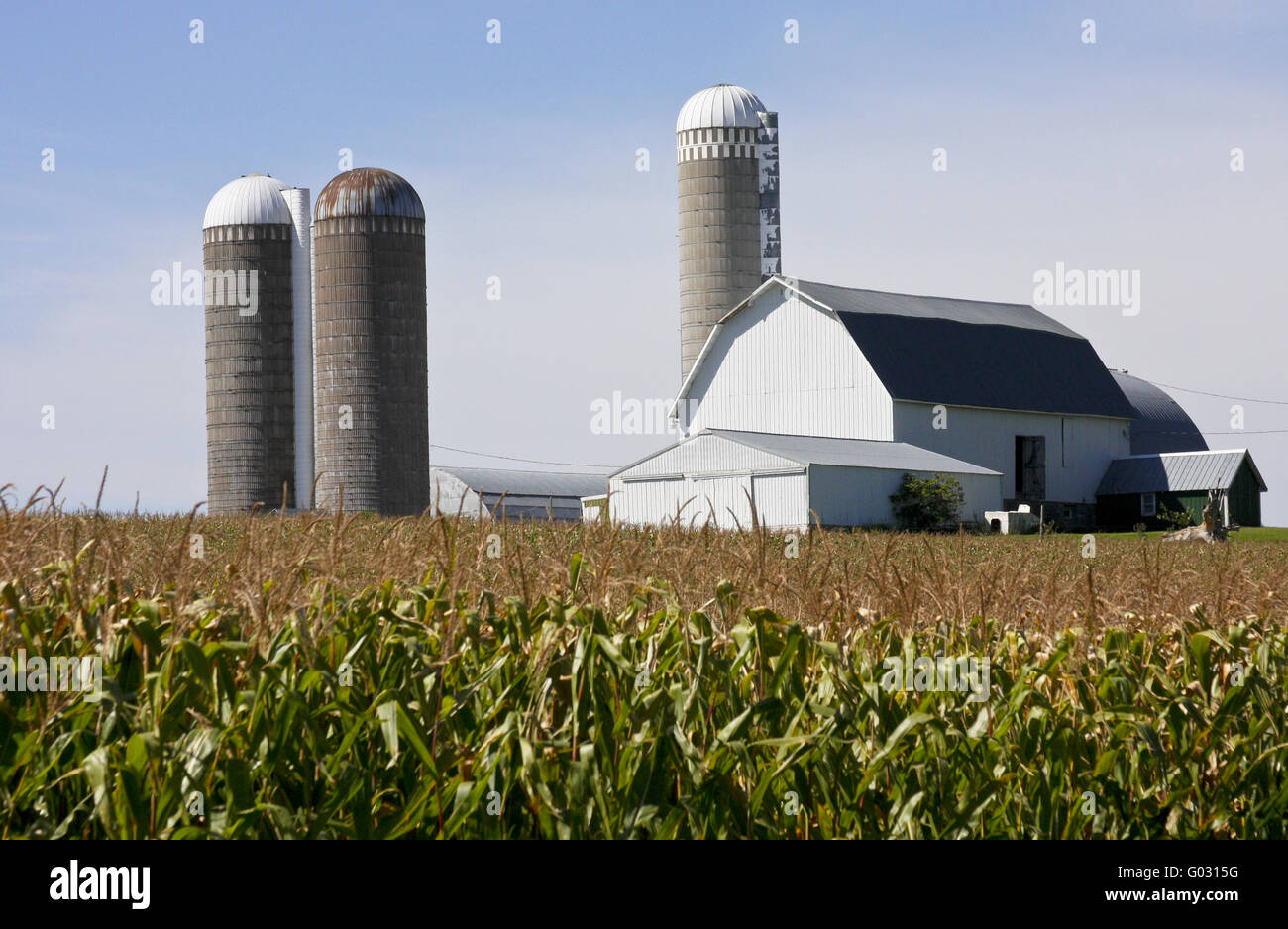 corn field and farm Stock Photo - Alamy