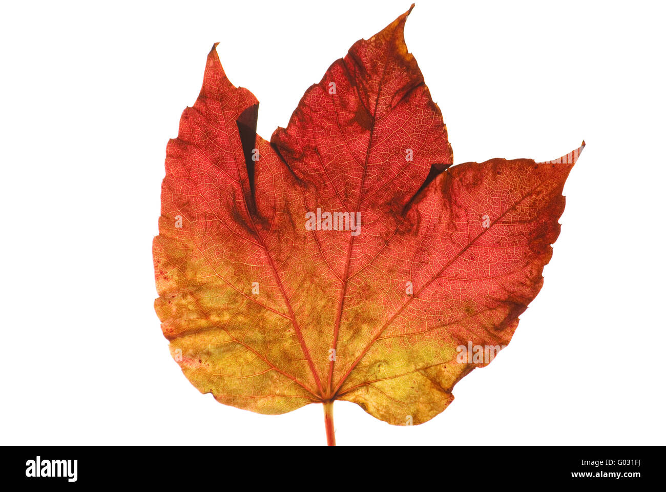 Vine leaf vein hi-res stock photography and images - Alamy