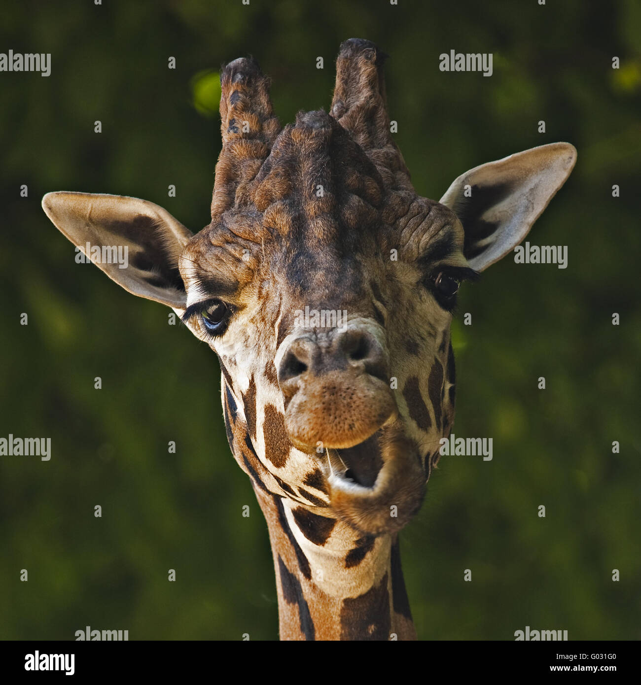 portrait of a giraffe Stock Photo - Alamy