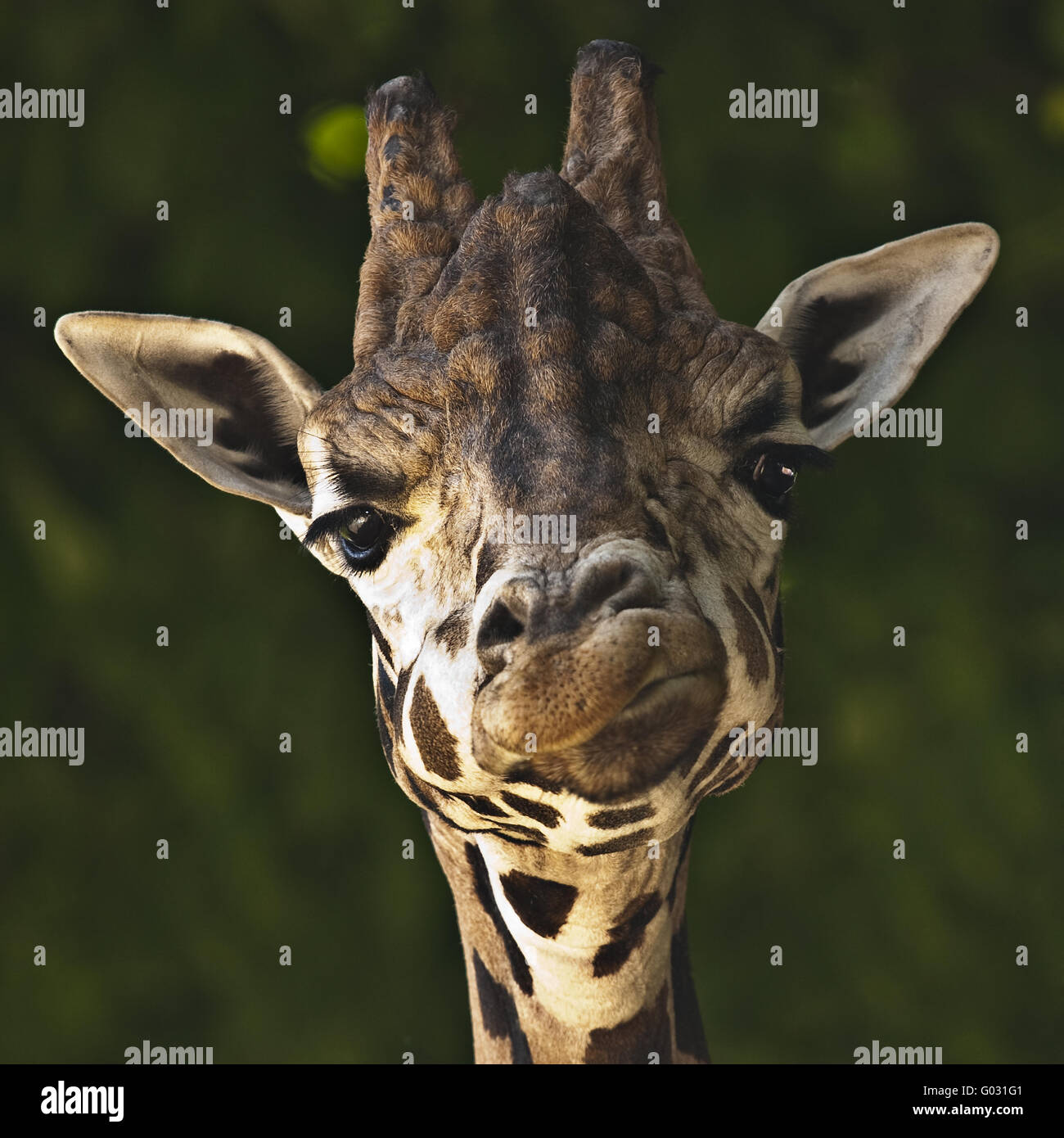 portrait of a giraffe Stock Photo - Alamy