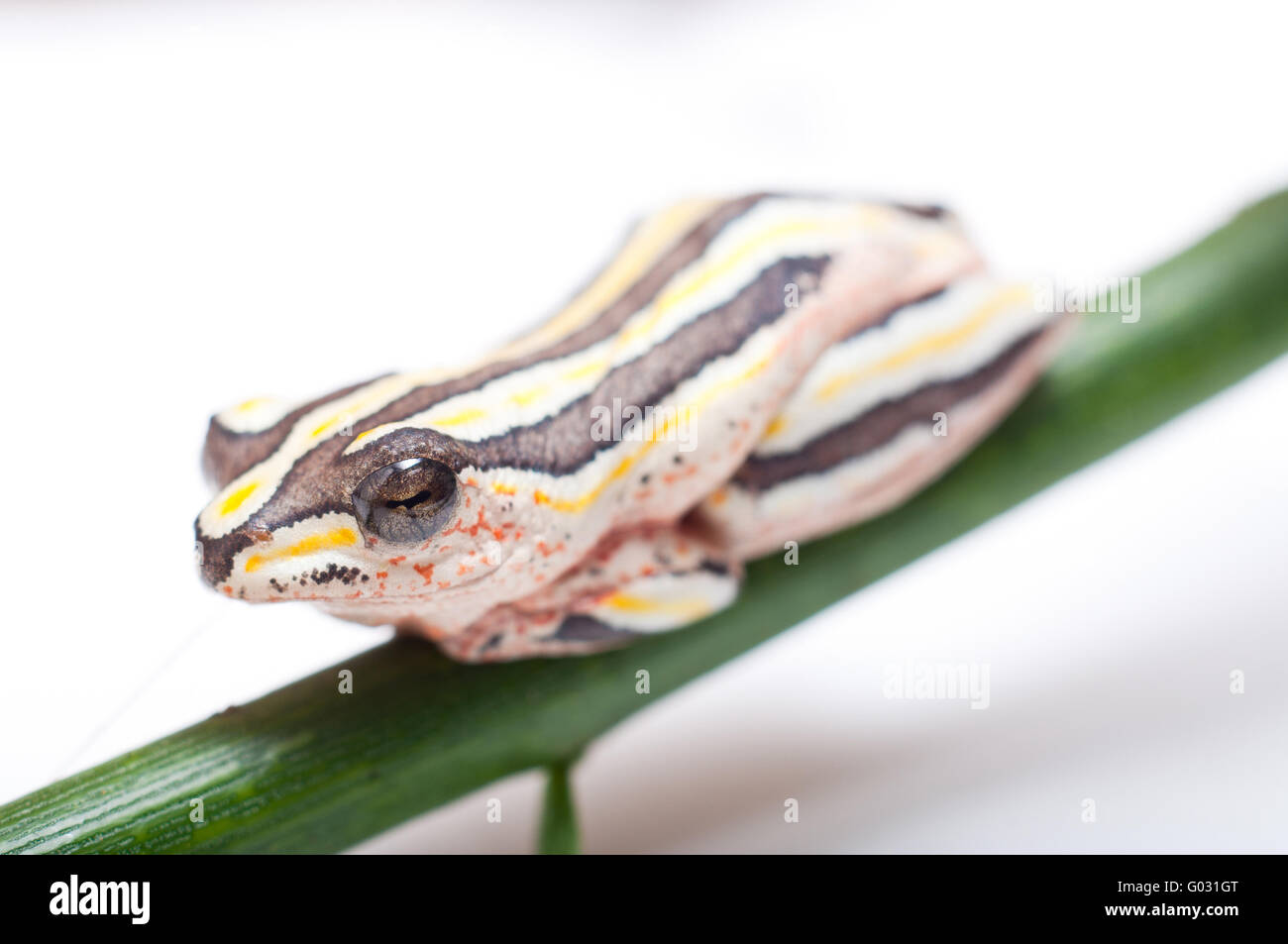 Painted Reed Frog Stock Photo - Alamy