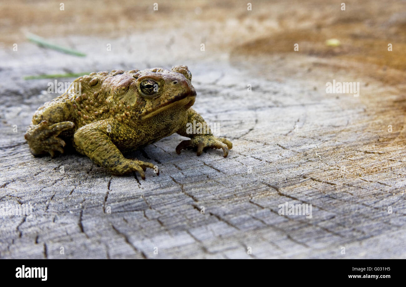 american toad on a log Stock Photo - Alamy