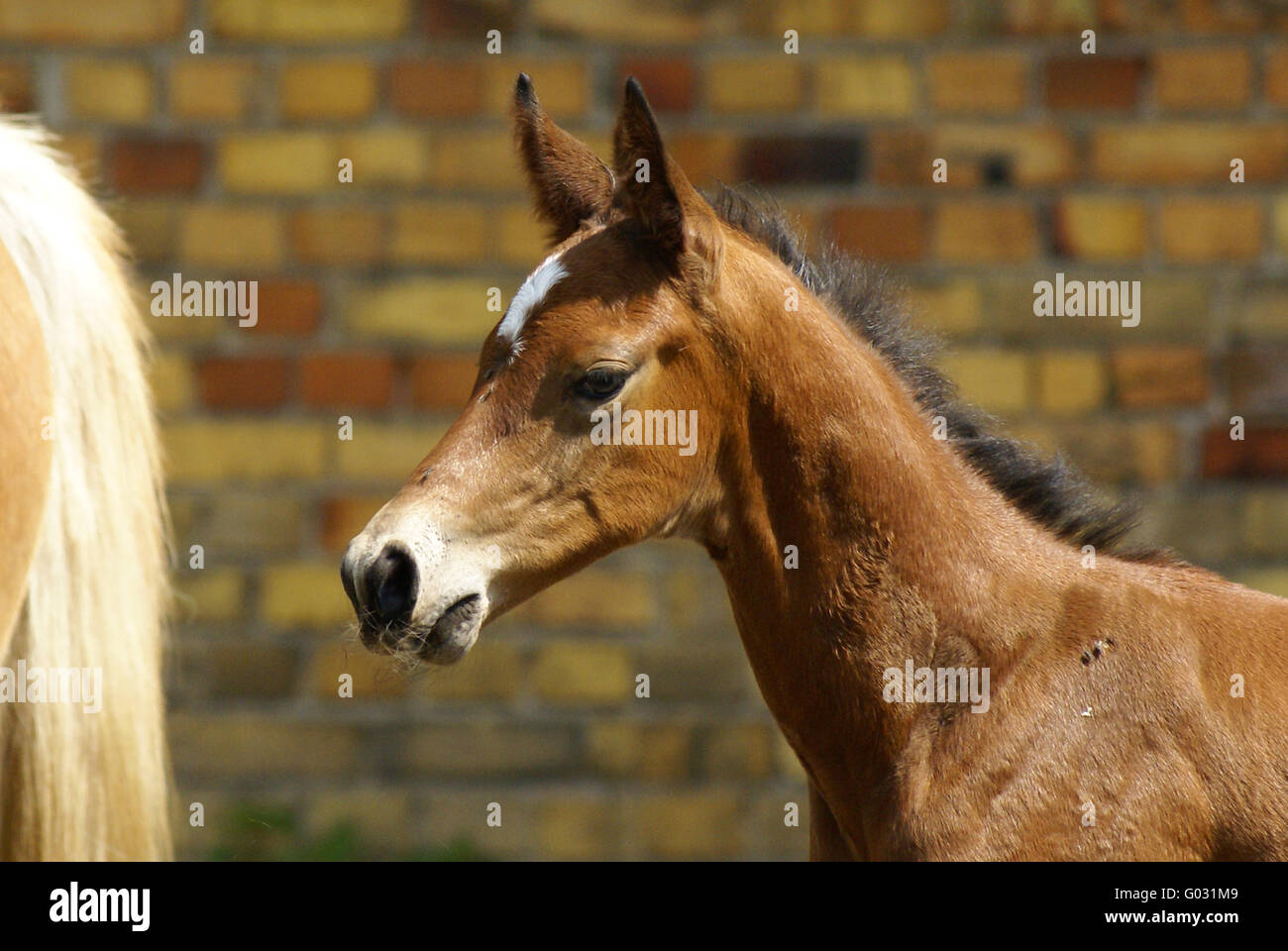 Foal head study Stock Photo - Alamy