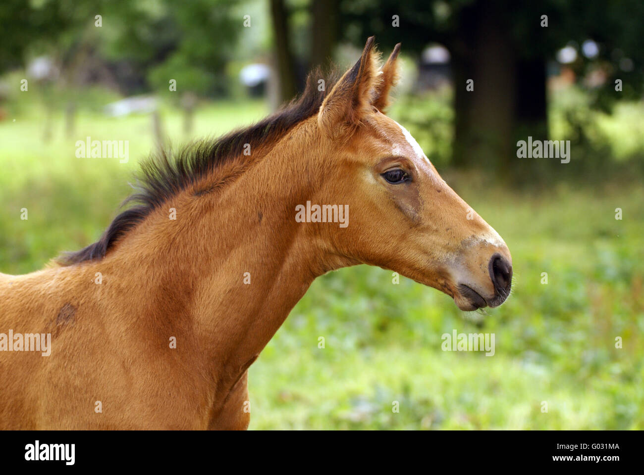 Foal head study Stock Photo - Alamy