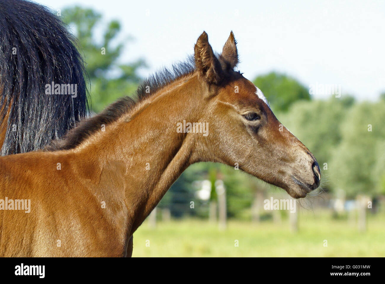 Foal head study Stock Photo - Alamy