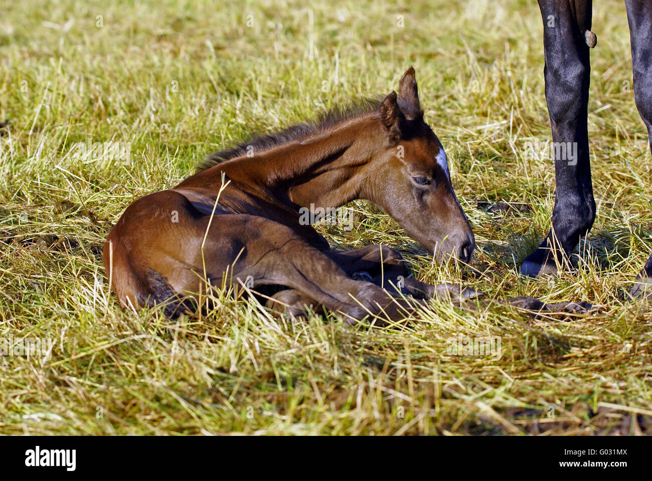 Mudes hi-res stock photography and images - Alamy