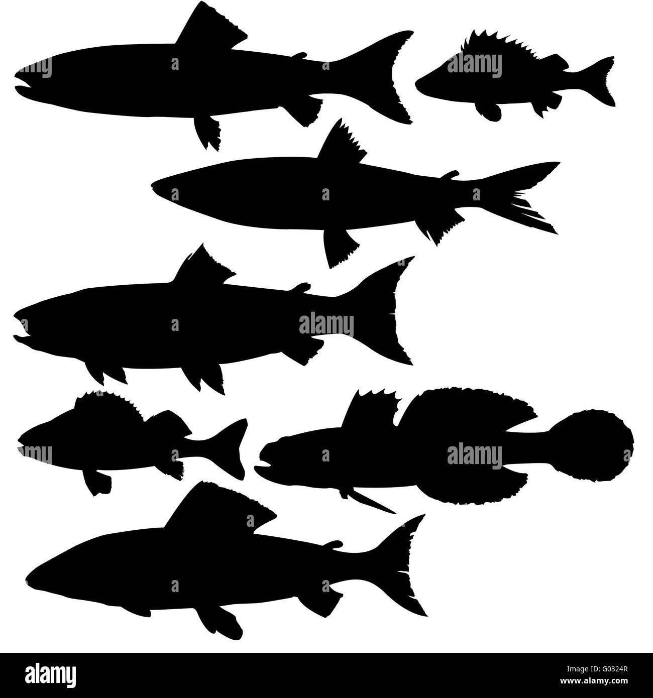 vector silhouettes of river fish on white background Stock Photo - Alamy