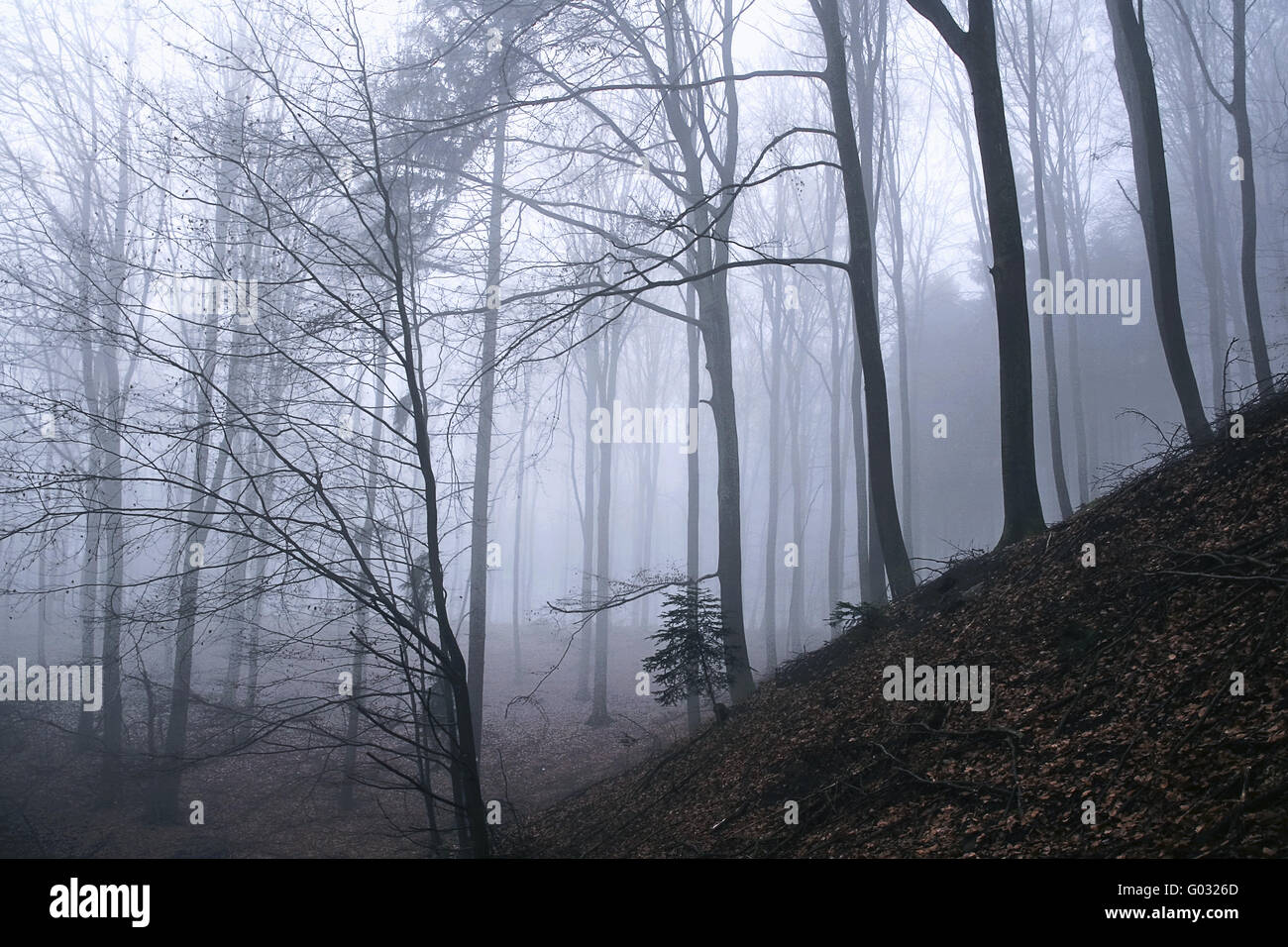 Forest at the Great Eyberg at Dahn, Rheinland-Pfalz, Germany Stock ...