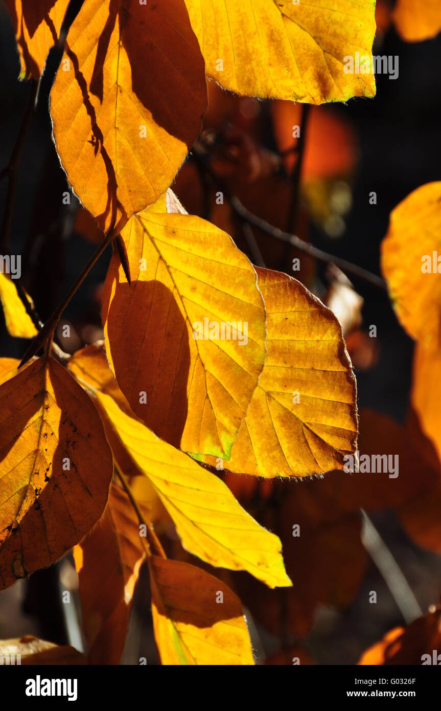 bright autumn leaves Stock Photo - Alamy