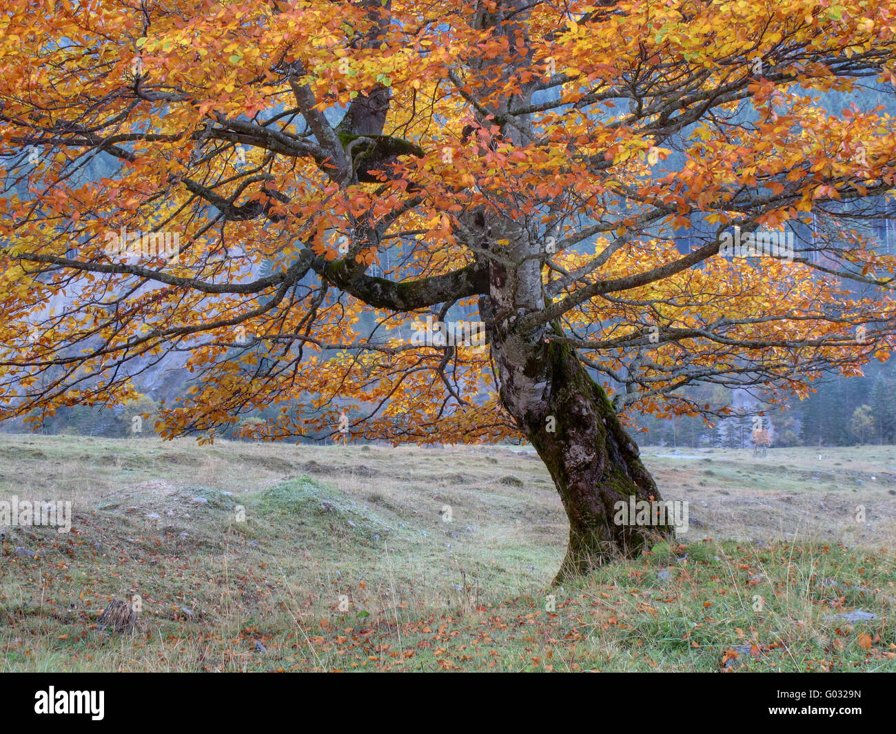 Yellow Colored Tree - Near Stock Photo - Alamy