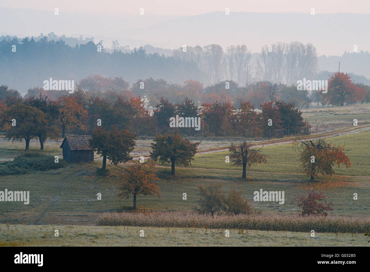 cherry trees standing in a foggy morning Stock Photo - Alamy