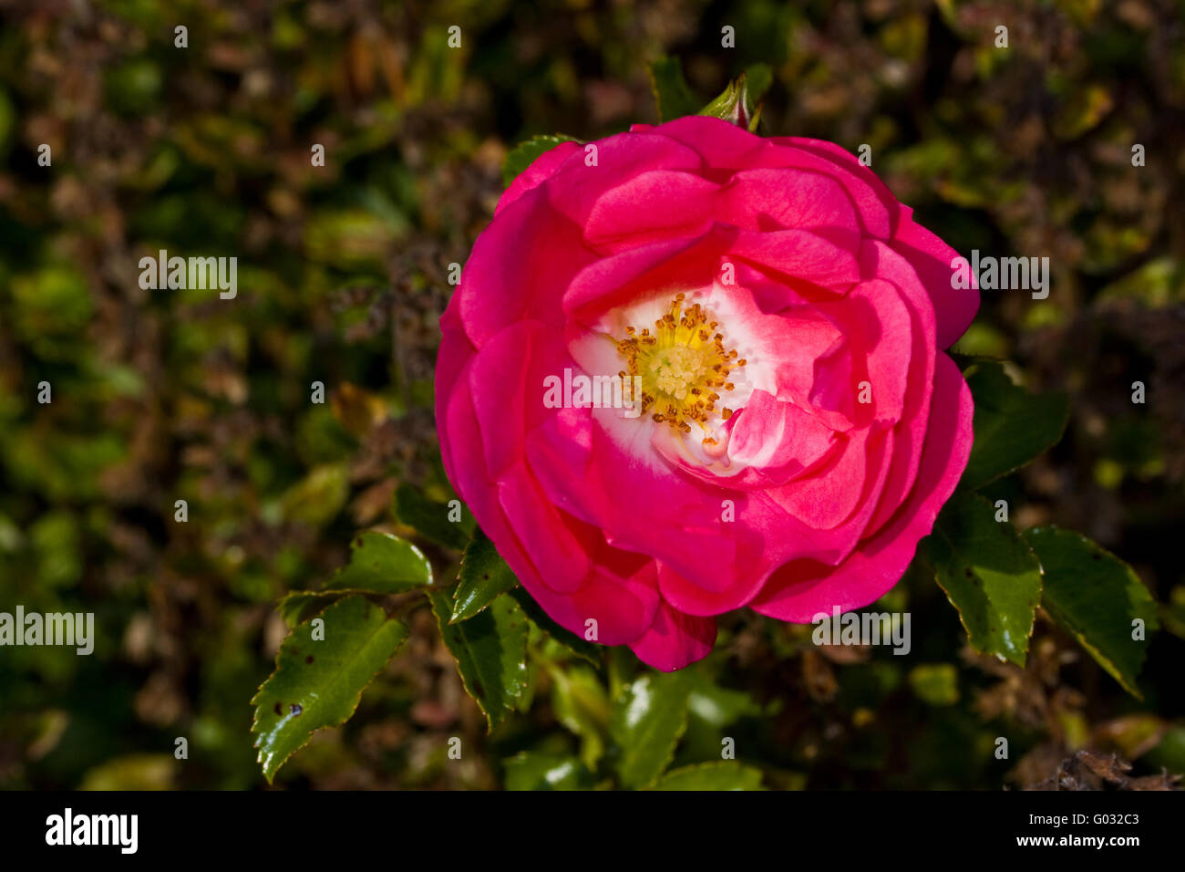 Rosenzuechter hi-res stock photography and images - Alamy