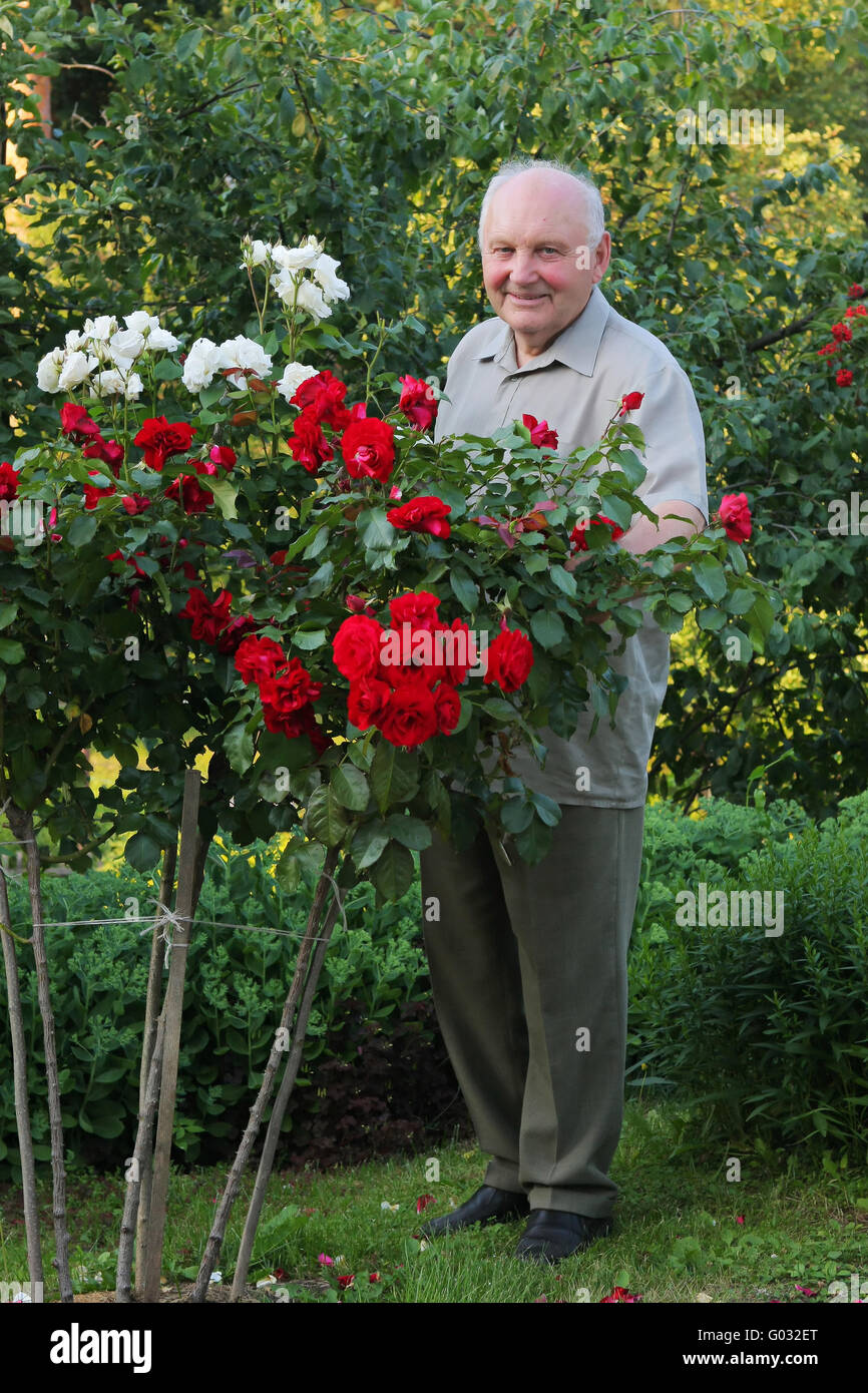 Grower of roses Stock Photo - Alamy