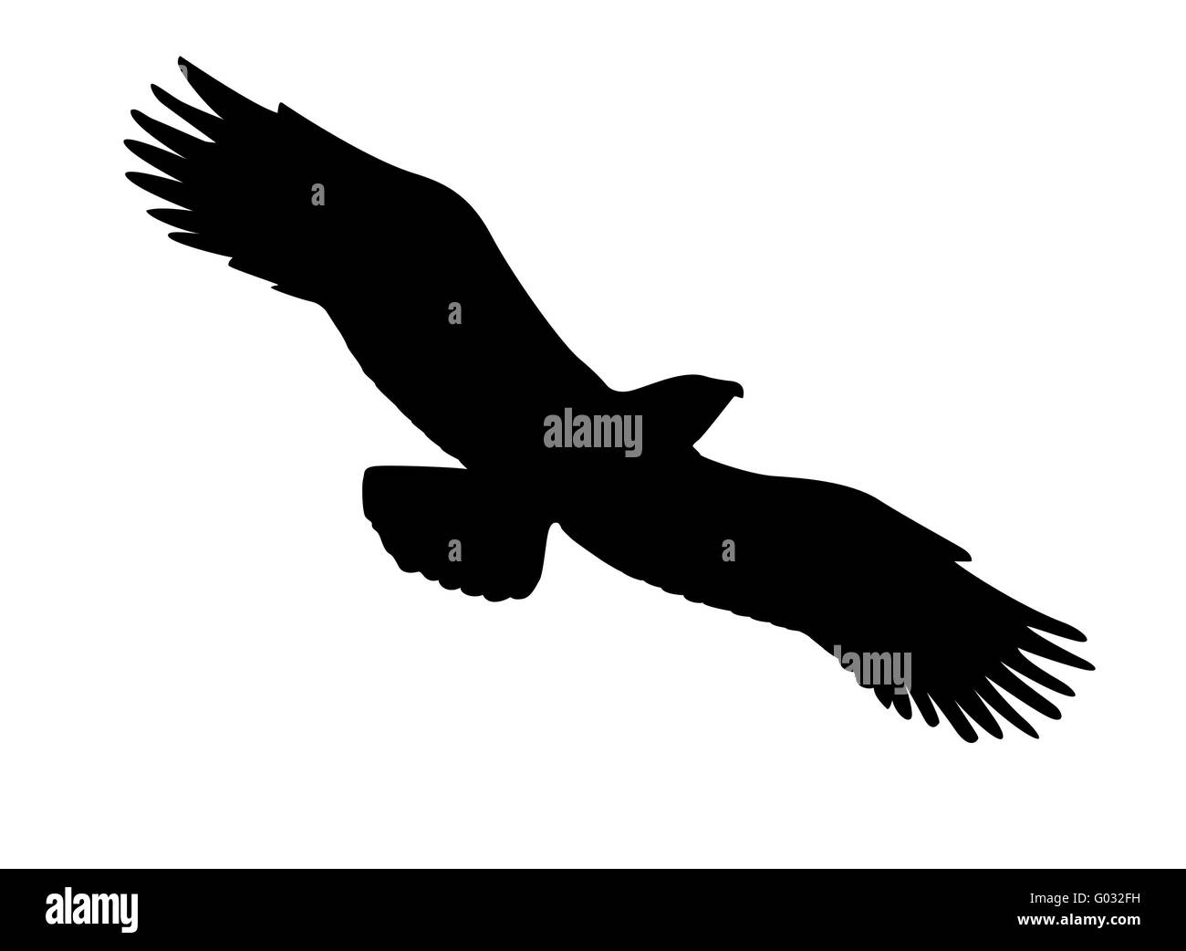vector silhouette of the ravenous bird on white background Stock Photo ...
