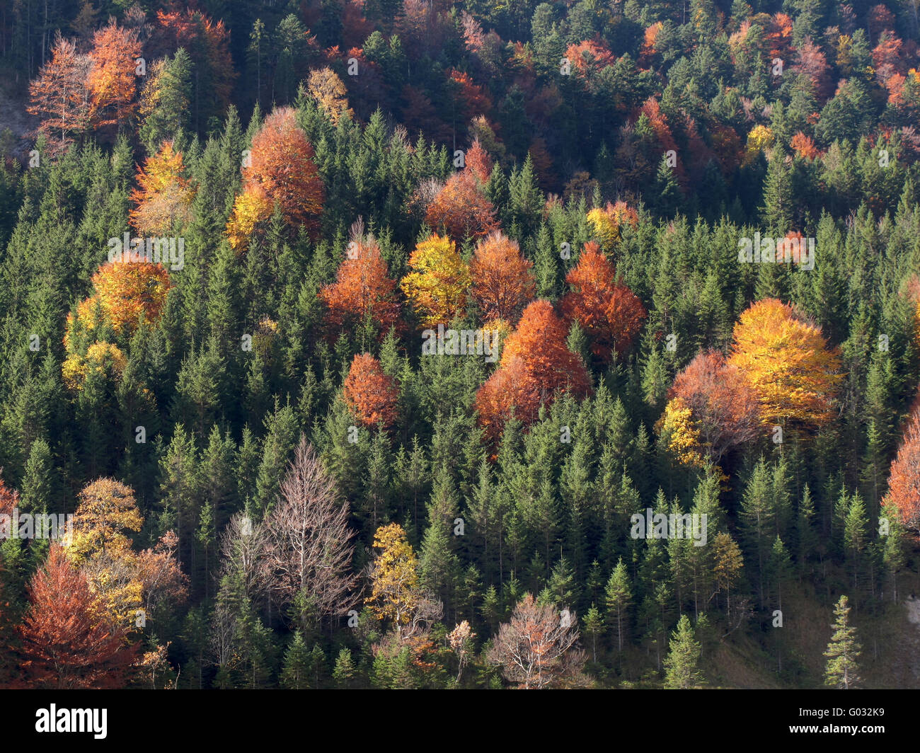 Mountainside with Autumn Trees Stock Photo - Alamy