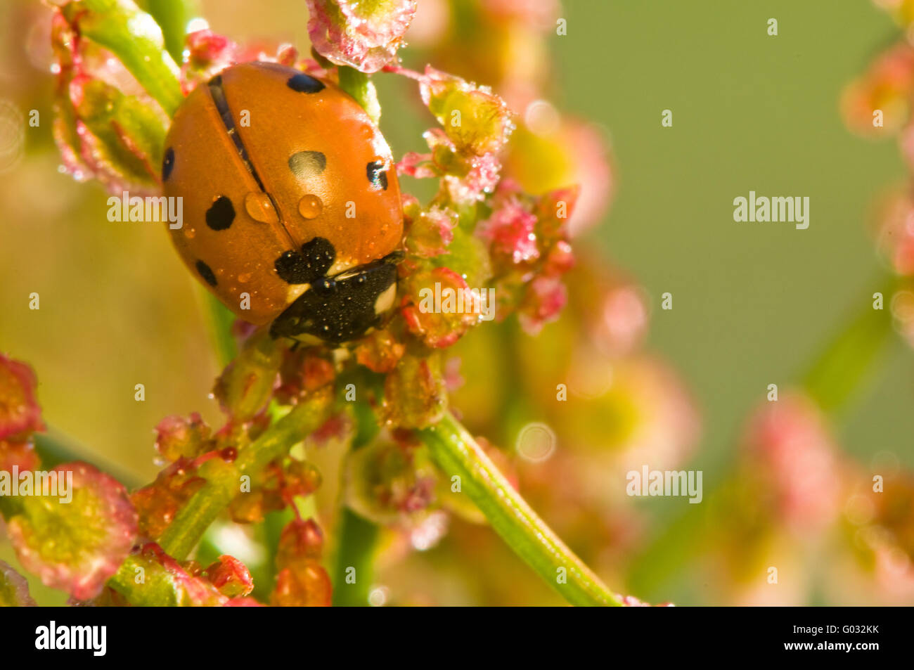 lady Bug Stock Photo - Alamy