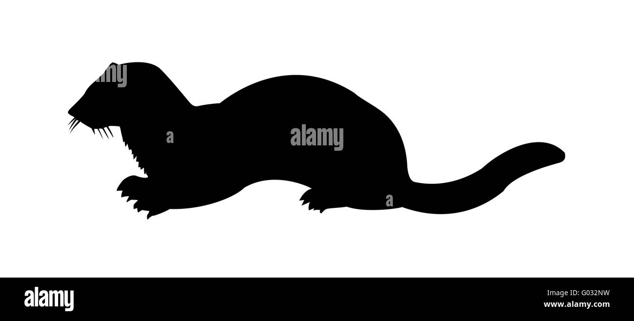 vector silhouette of the marten on white background Stock Photo - Alamy