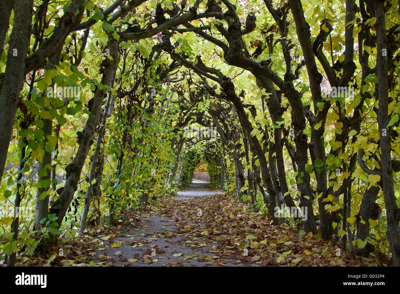 Arcade of trees hi-res stock photography and images - Alamy