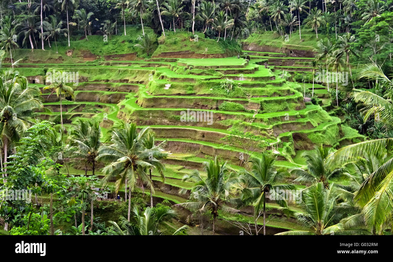 Green rice plantation terrace in a middle of the jungle Stock Photo - Alamy
