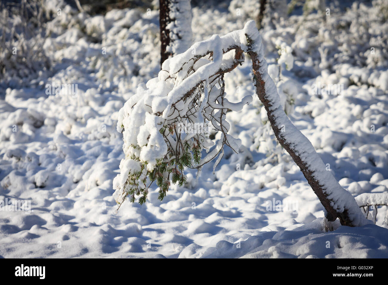 small spruce covered with snow Stock Photo - Alamy