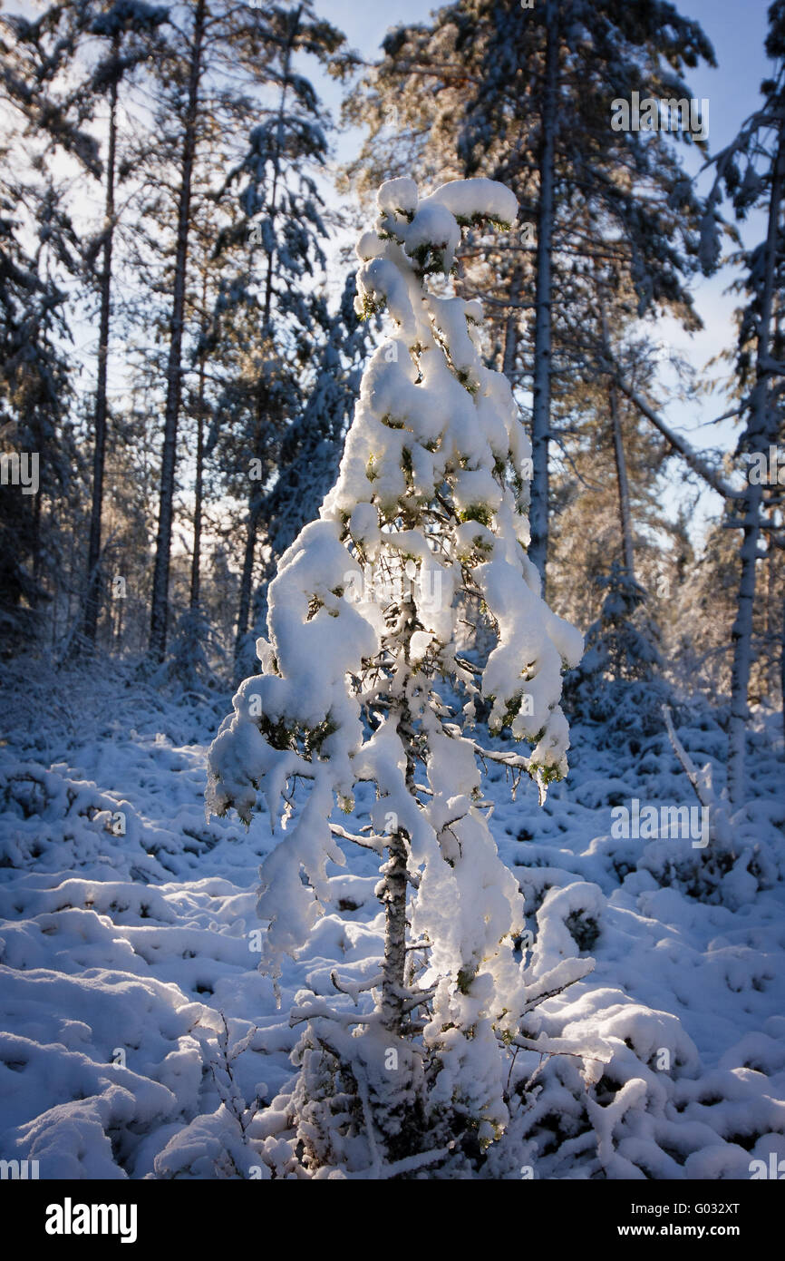 spruce under snow Stock Photo - Alamy