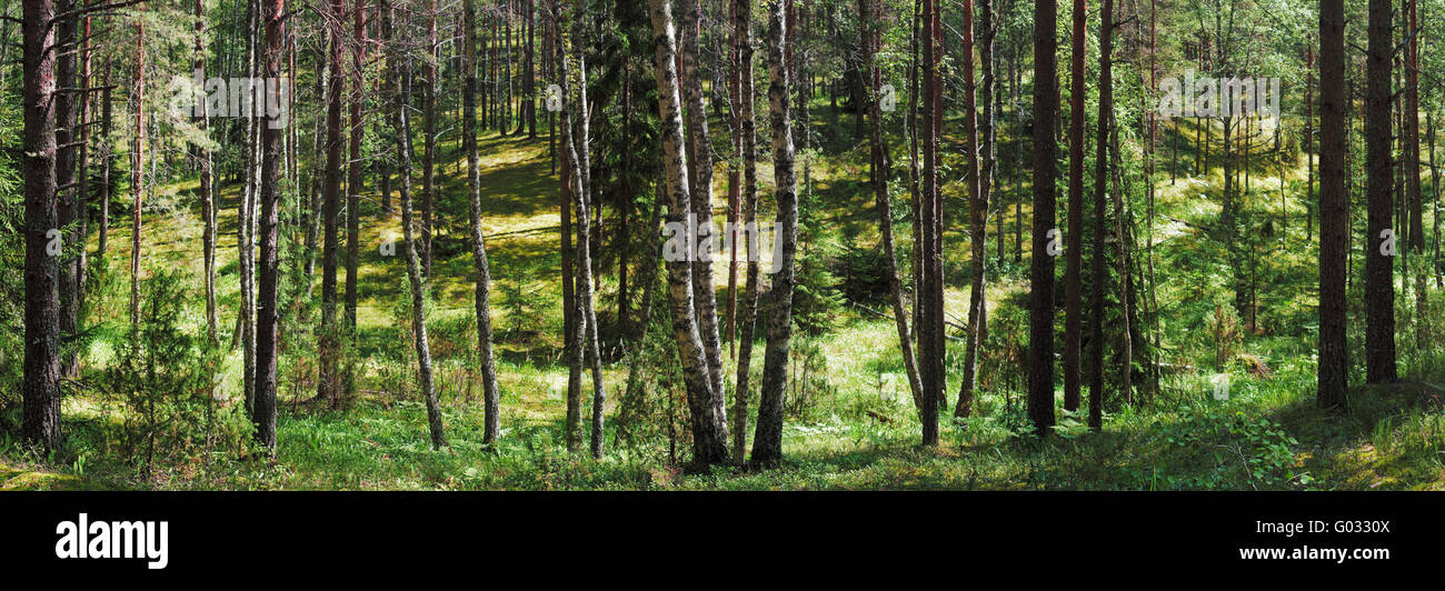 Pines birches sun in hi-res stock photography and images - Alamy