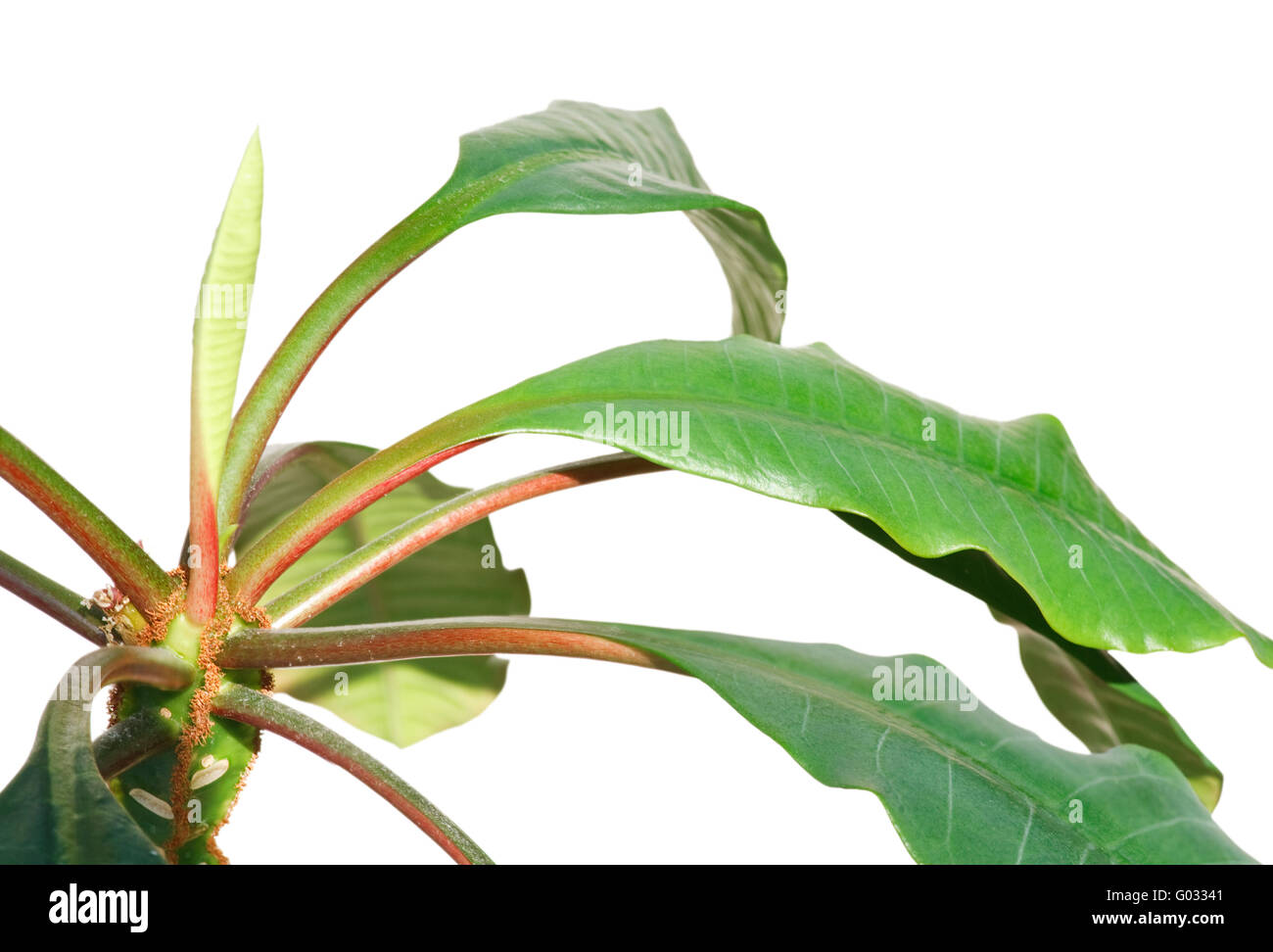 window plant Euphorbia leucocephala isolated on white Stock Photo - Alamy
