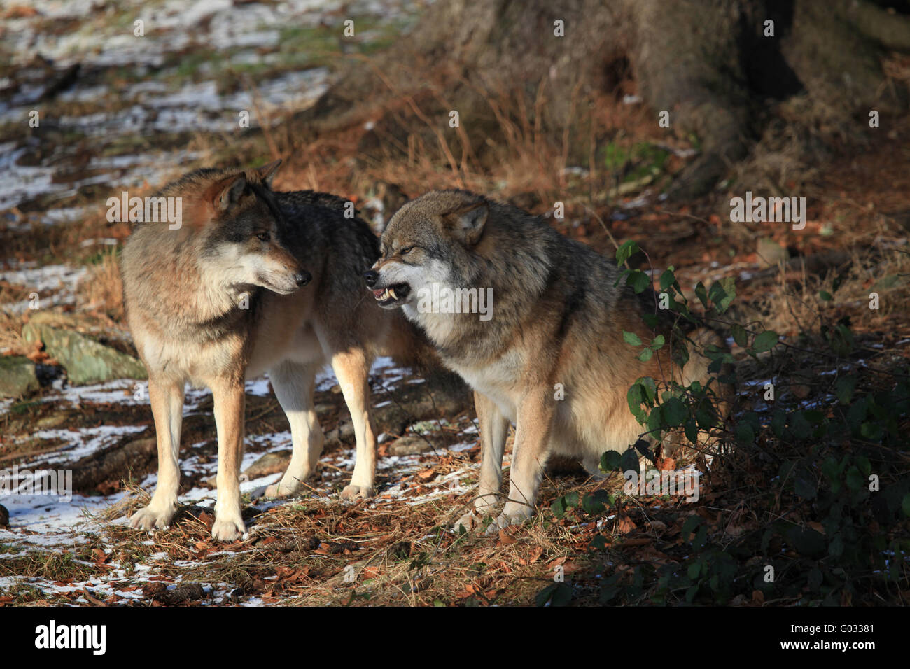 Wolves team group hi-res stock photography and images - Alamy