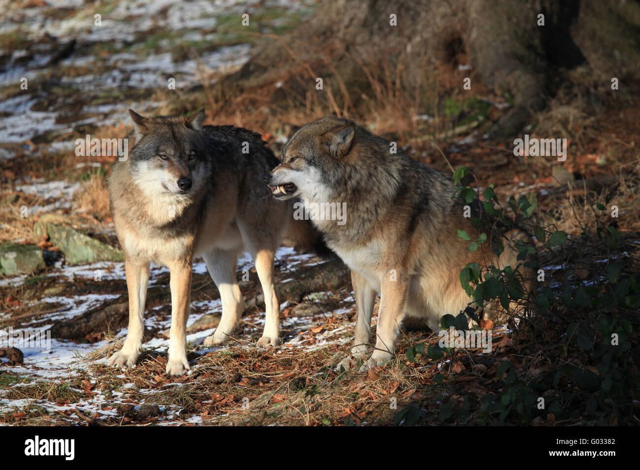 Wolves in Bavarian Forest Stock Photo - Alamy