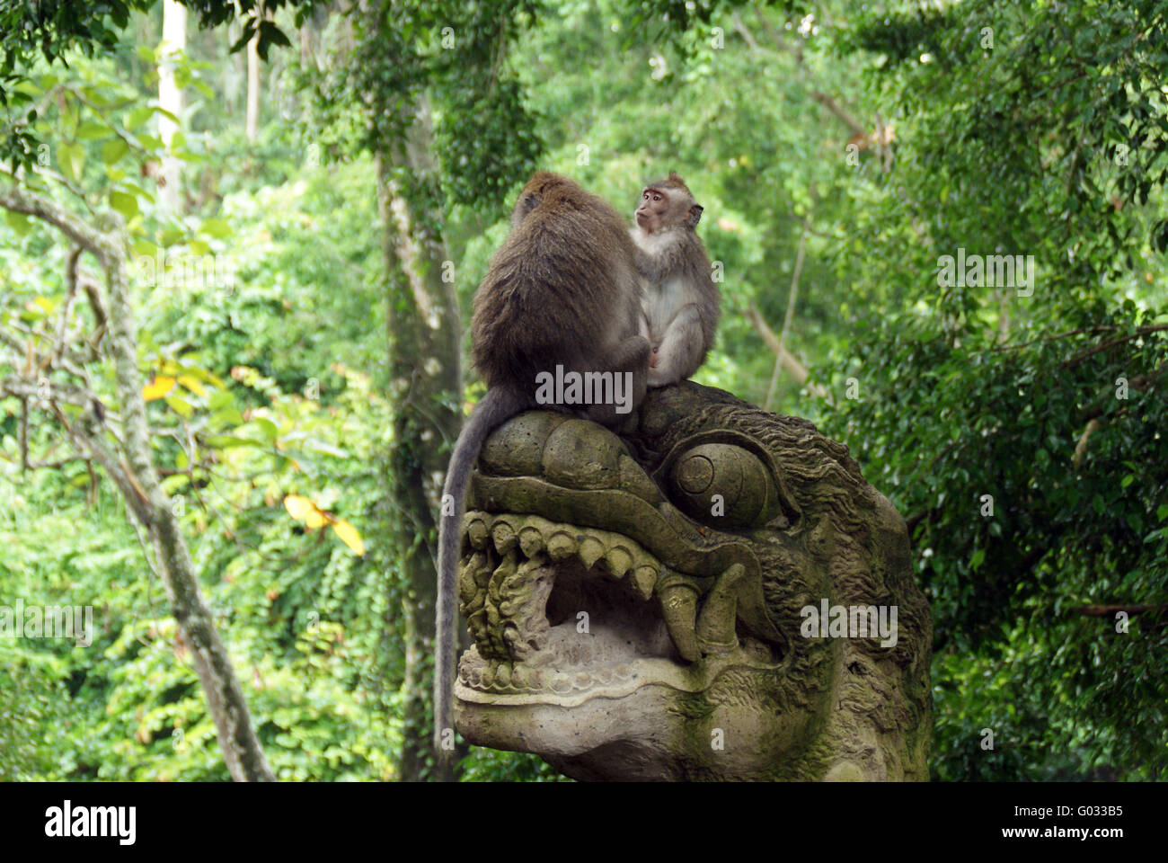 Makak monkeys at the monkey forest near Ubud Stock Photo - Alamy