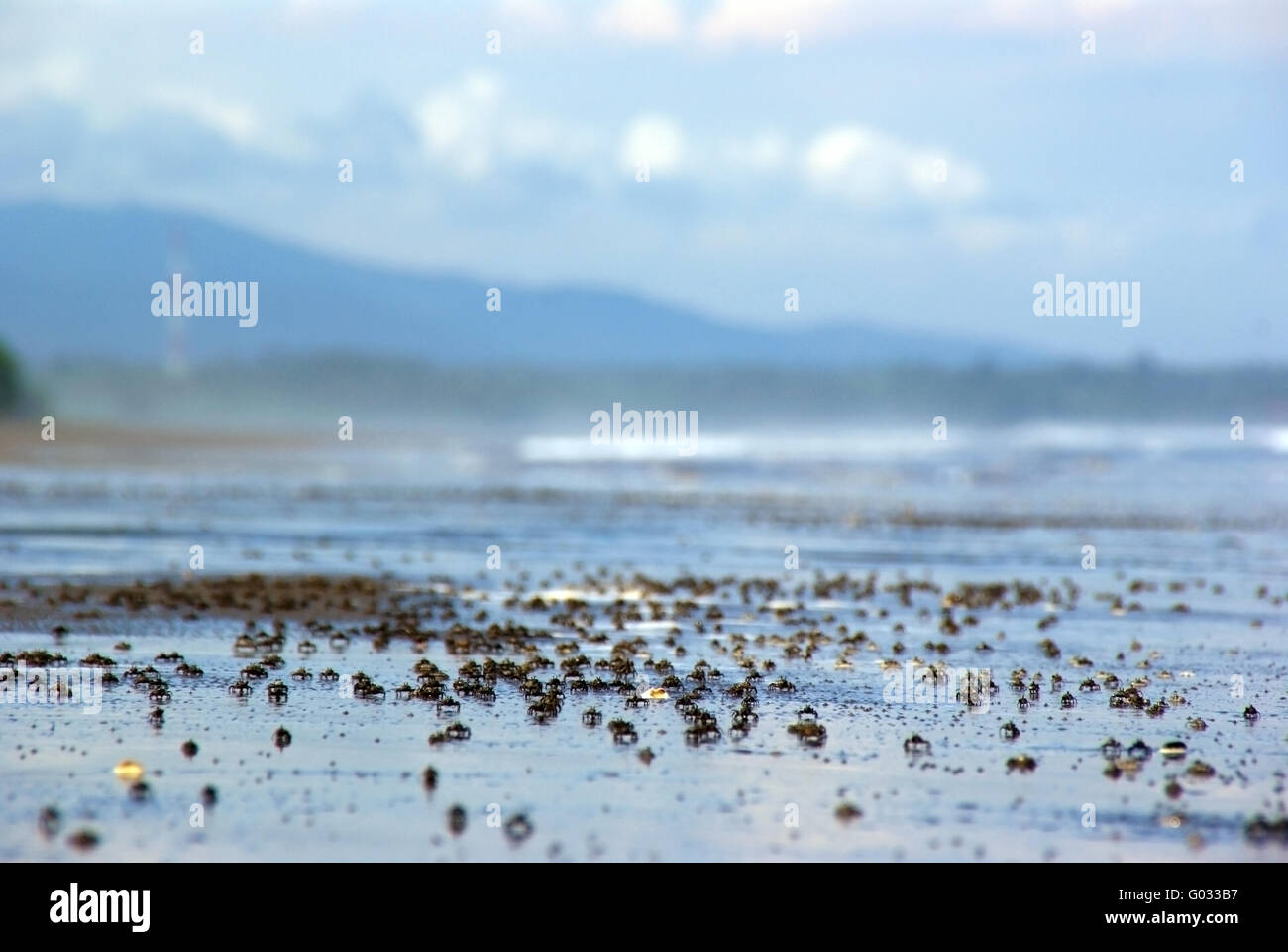 Crabs of indonesia hi-res stock photography and images - Alamy