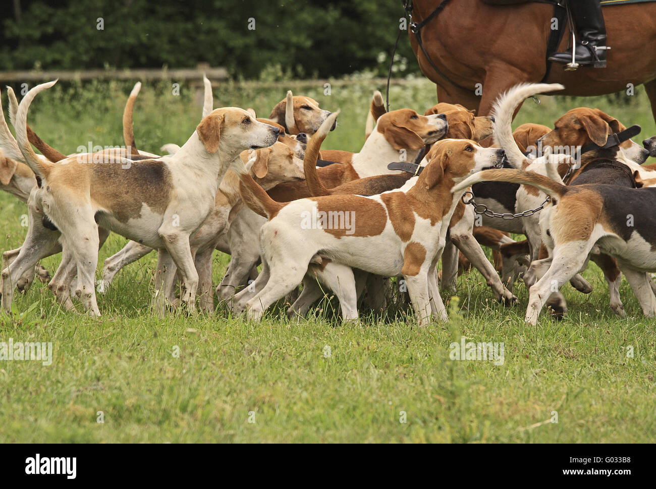 Foxhound High Resolution Stock Photography and Images - Alamy