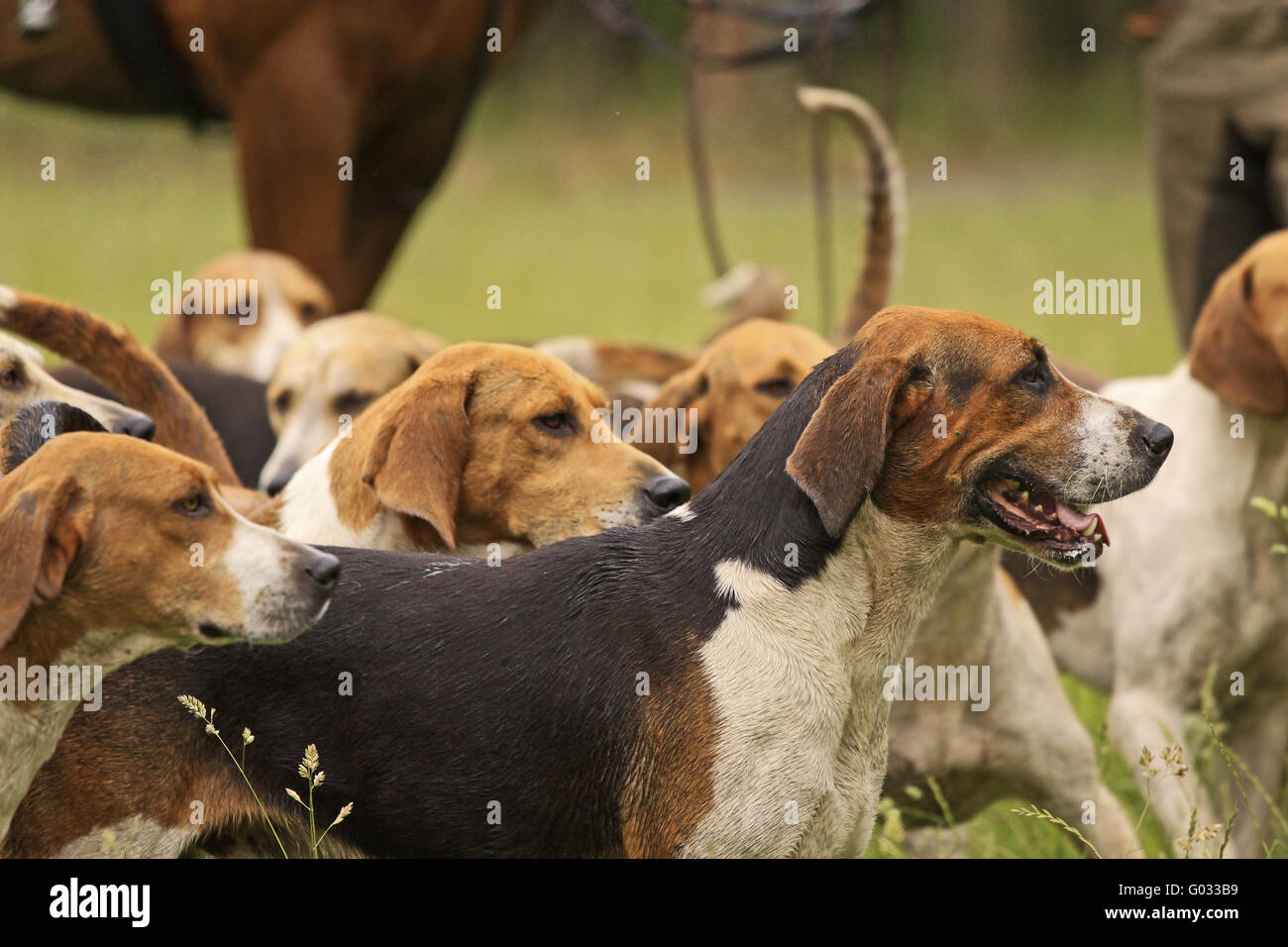 Foxhounds hi-res stock photography and images - Alamy