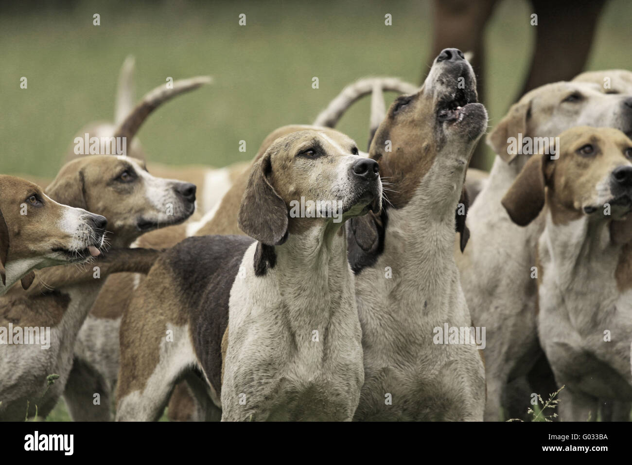 End of Hunting Stock Photo - Alamy