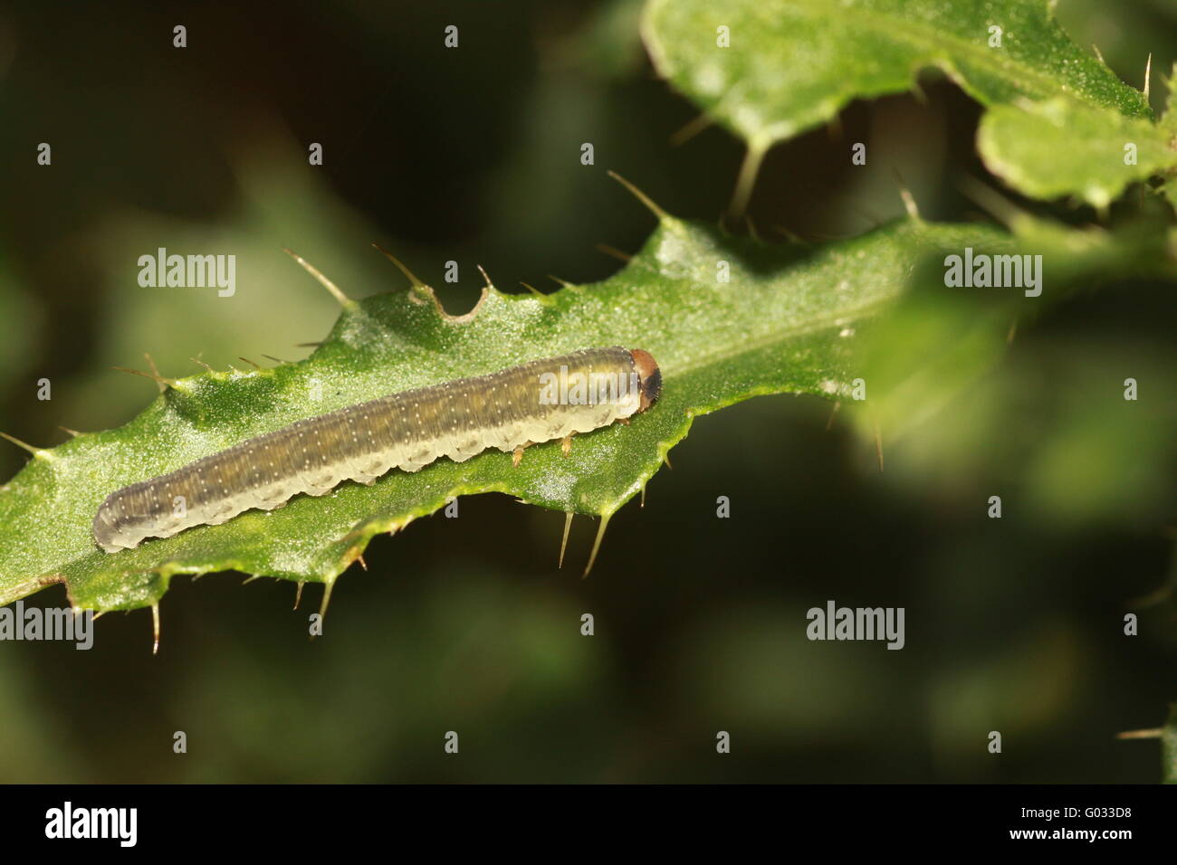 Insect larvae hi-res stock photography and images - Alamy