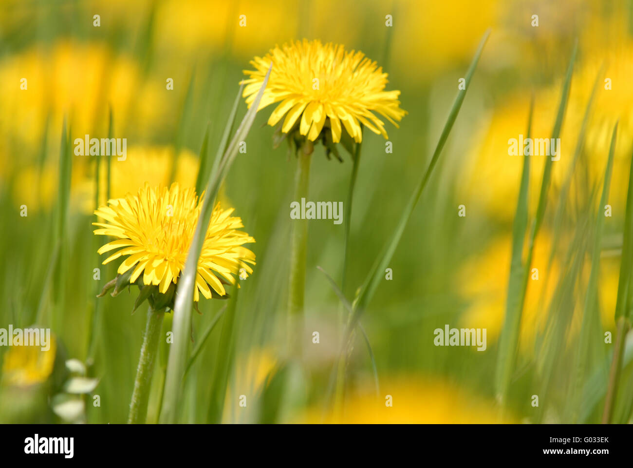 Blooming dandelion in spring Stock Photo - Alamy