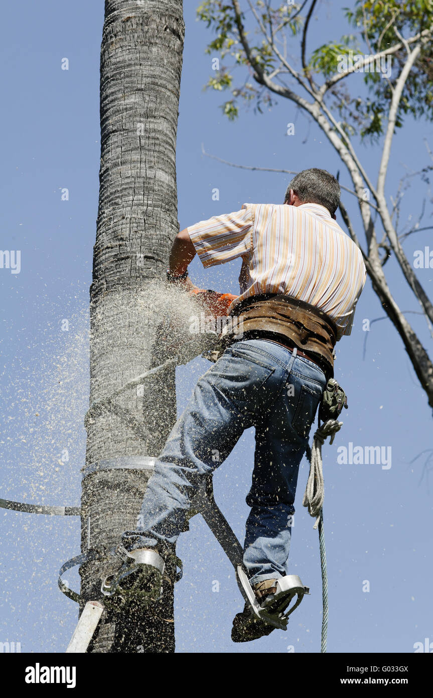 Palm sawdust hi-res stock photography and images - Alamy