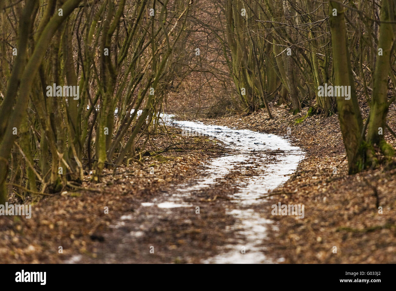 Deciduous lowland forest hi-res stock photography and images - Alamy