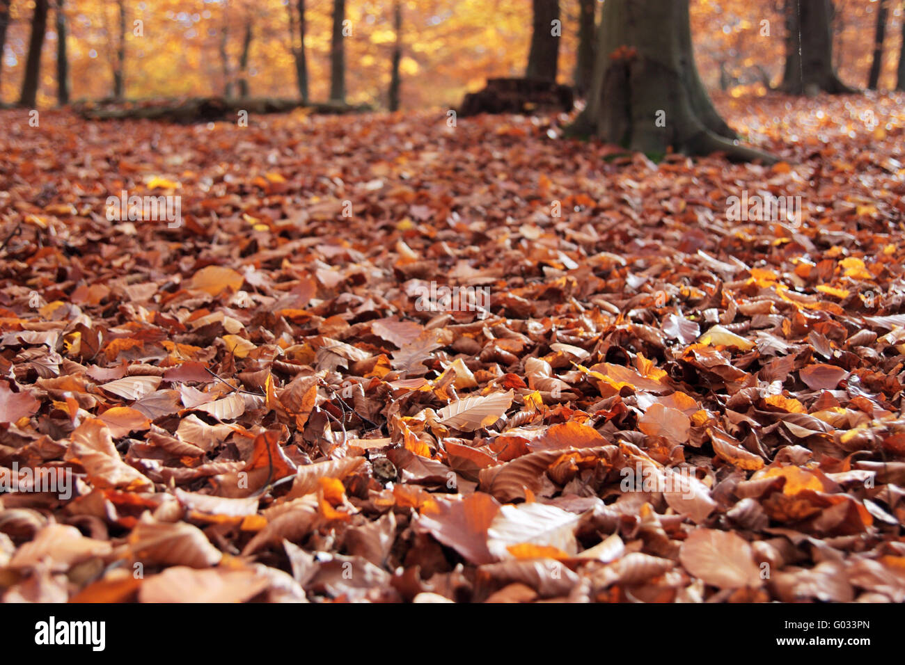 forest ground covered with autumn leaves Stock Photo - Alamy