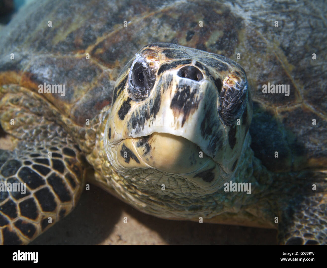 Meerestier tierart hi-res stock photography and images - Alamy