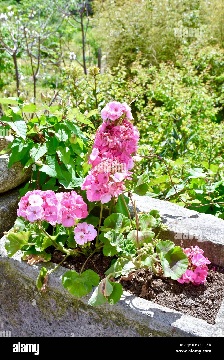 Beautiful flowers in Capri, Italy Stock Photo - Alamy