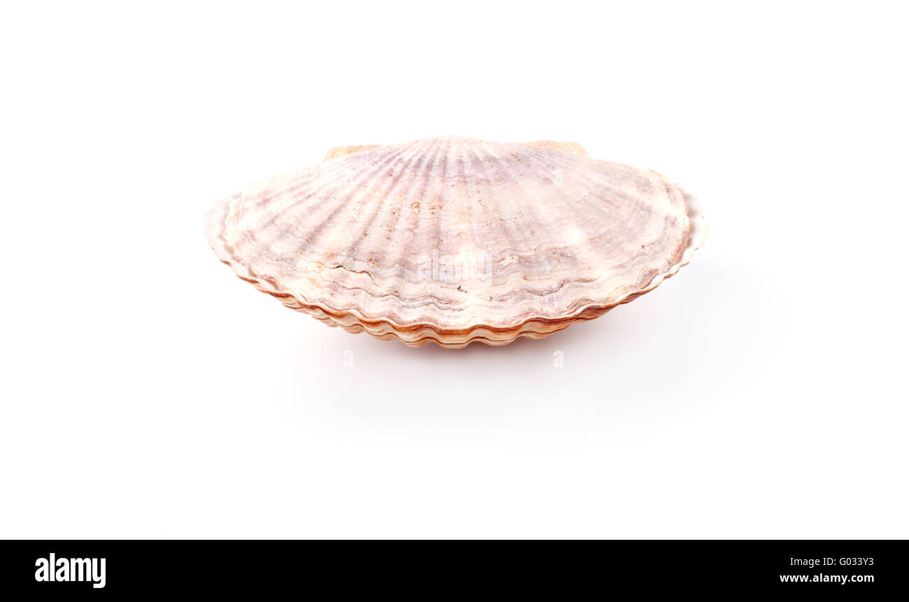 Scallop shells isolated on white background Stock Photo - Alamy