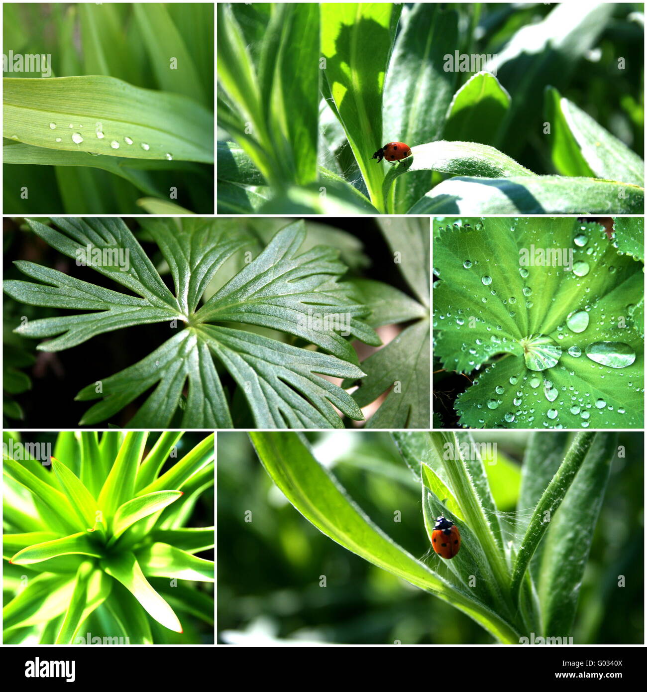 Collage of plant sheets hi-res stock photography and images - Alamy