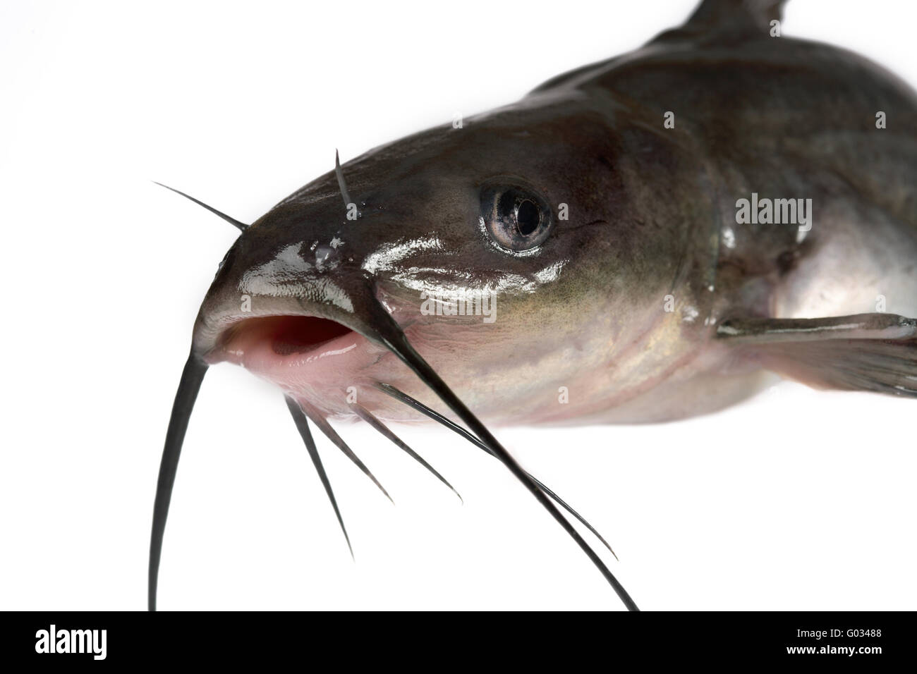 Channel catfish hi-res stock photography and images - Alamy