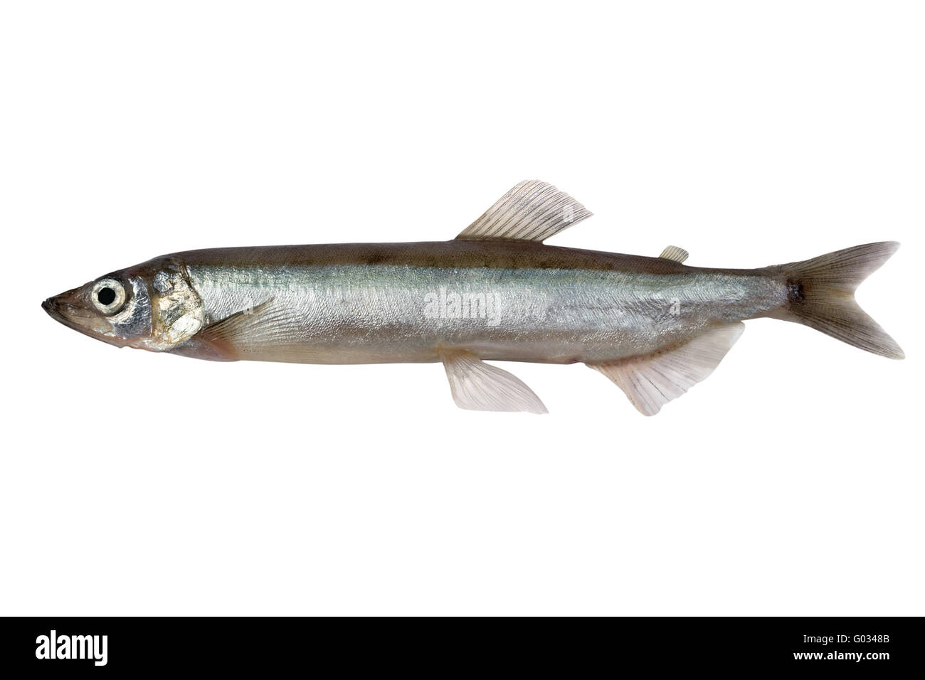 Capelin hi-res stock photography and images - Alamy