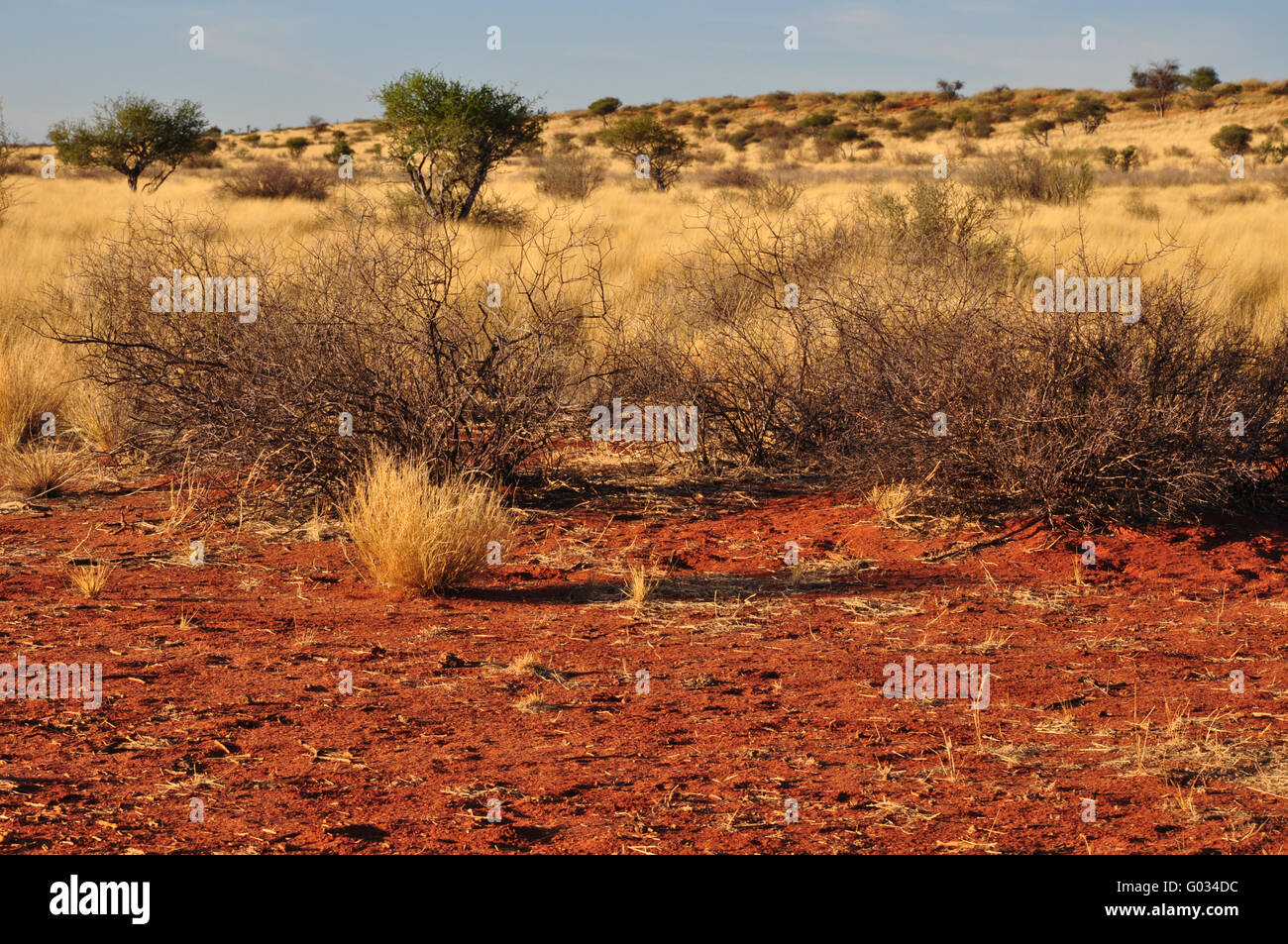 bush and yellow grass, kalahari Stock Photo - Alamy