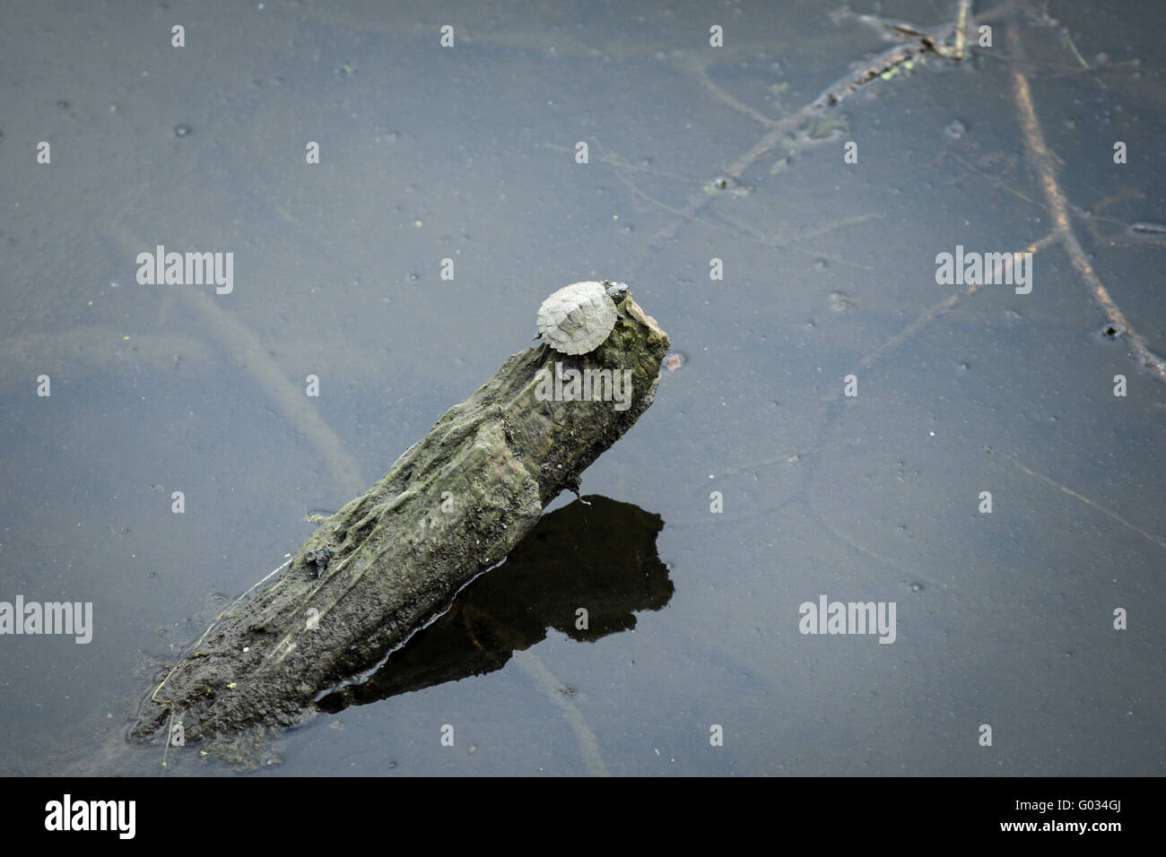 Small river turtle hi-res stock photography and images - Alamy