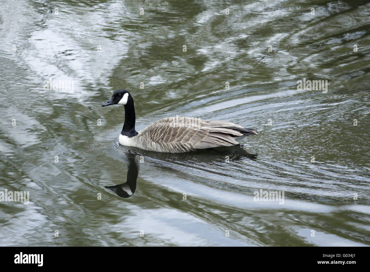 Canadian goose hi-res stock photography and images - Alamy